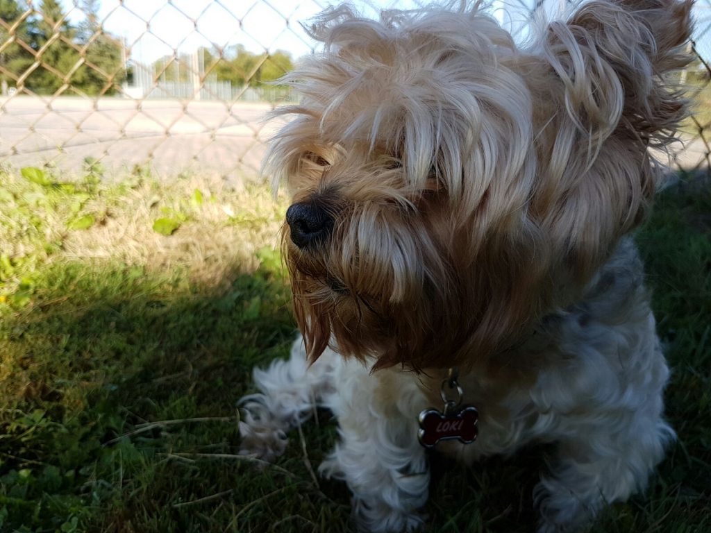 Senior Yorkie Health Problems - Yorkies & Cross-Breeds
