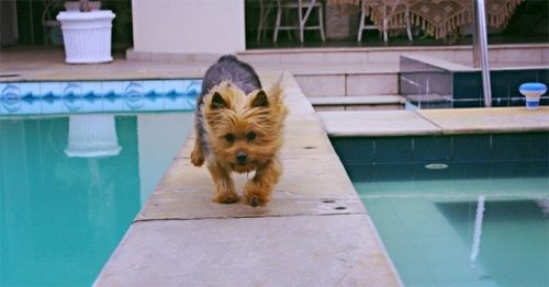 Senior Yorkie Health Problems - Yorkies & Cross-Breeds