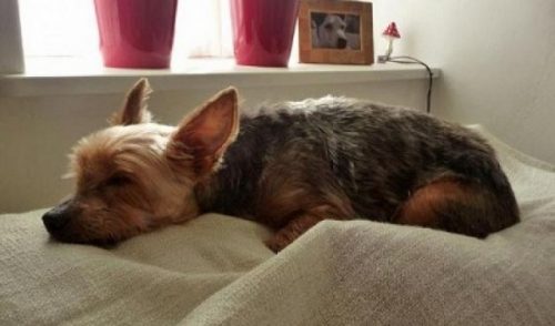 Senior Yorkie Health Problems - Yorkies & Cross-Breeds