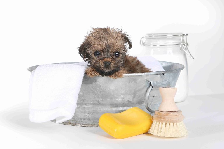 6 Things You Need To know Before You Get A Yorkie - The Yorkie Times