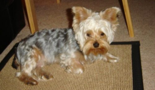 Caring For Your Yorkie Their Golden Years - Yorkies & Cross-Breeds