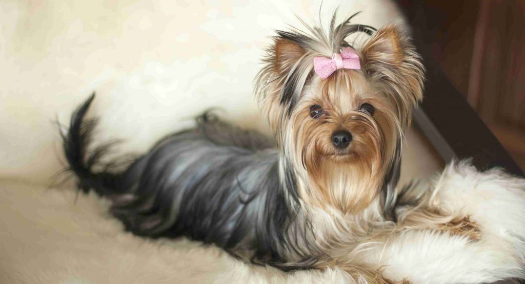 Yorkie 101: Fun Yorkie Facts - Yorkies & Cross-Breeds