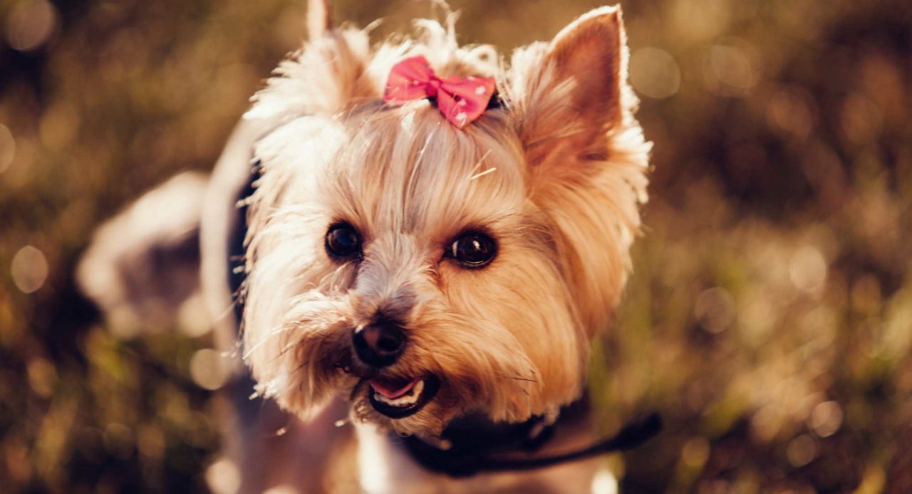 6 Things You Need To know Before You Get A Yorkie