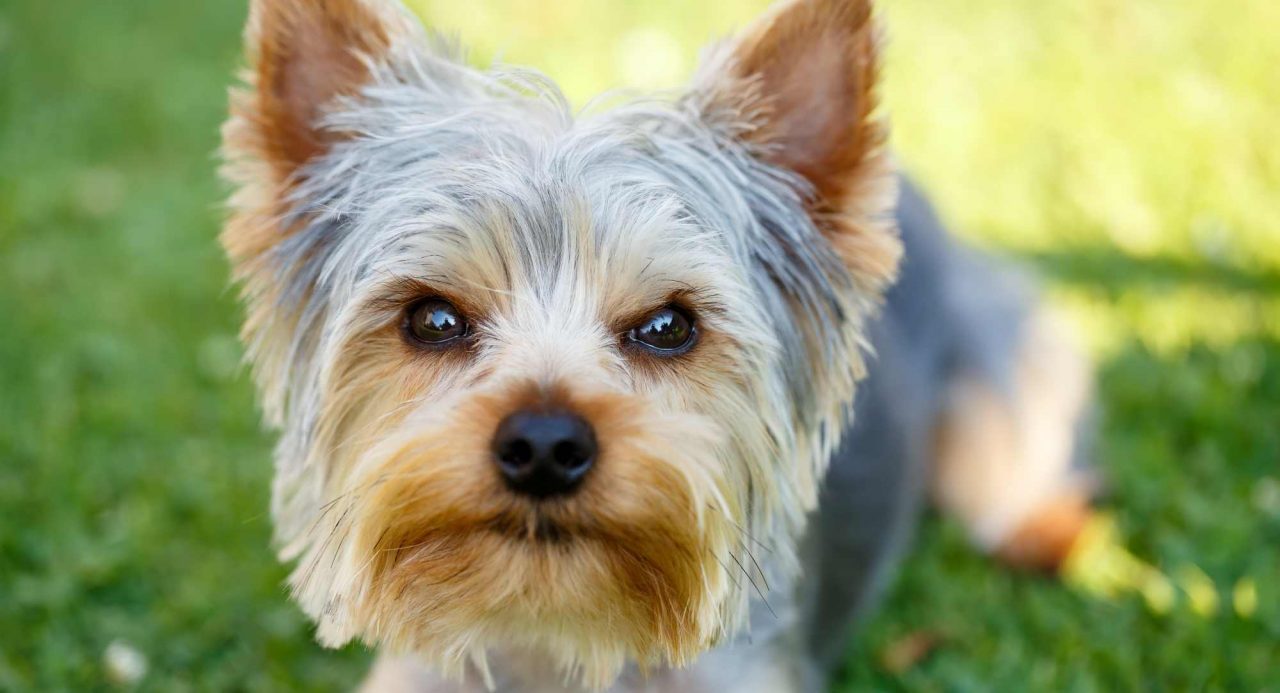 Caring For Your Yorkie Their Golden Years - Yorkies & Cross-Breeds
