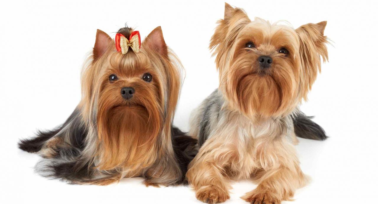 6 Things You Need To know Before You Get A Yorkie