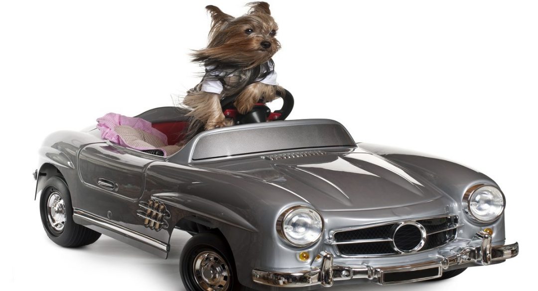 The Great Yorkie Escape - Yorkies & Cross-Breeds