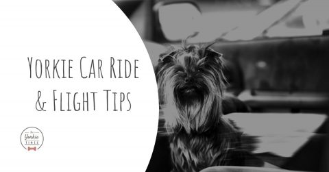 The Great Yorkie Escape - Yorkies & Cross-Breeds