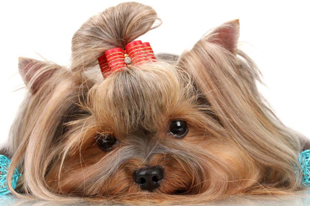 The Difference in a Yorkie Coat - Yorkies & Cross-Breeds
