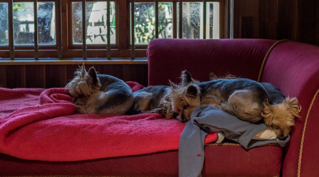 Let Sleeping Yorkies Lie: Finding the Perfect Dog Bed