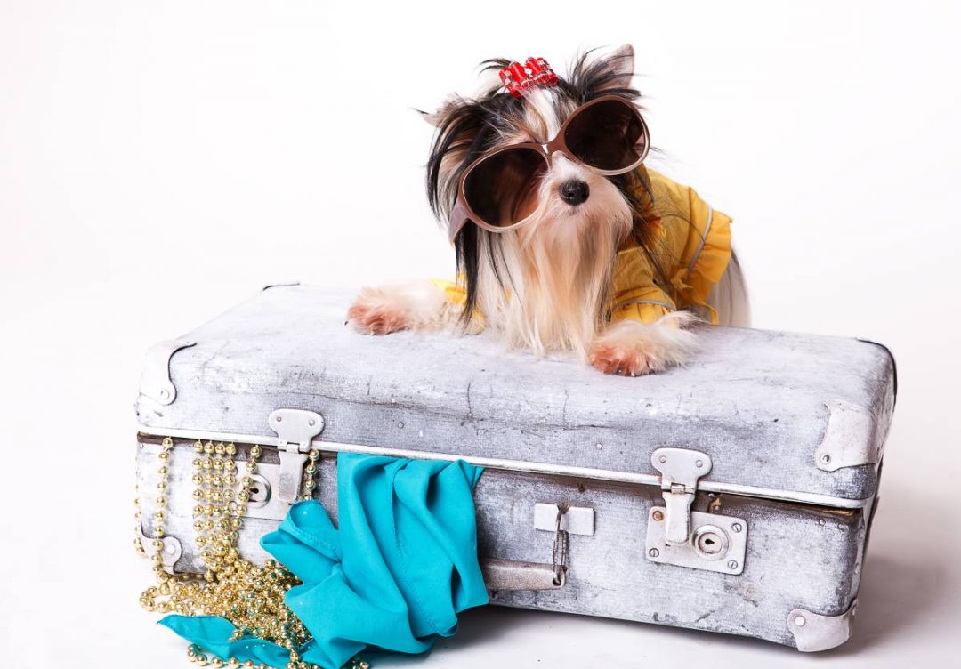6 Things You Need To know Before You Get A Yorkie - Yorkies & Cross-Breeds