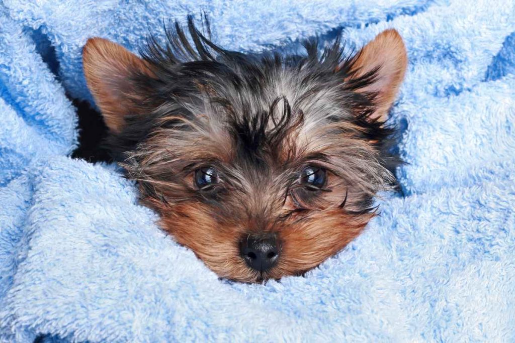 Choosing A Male Or Female Yorkshire Terrier - The Yorkie Times