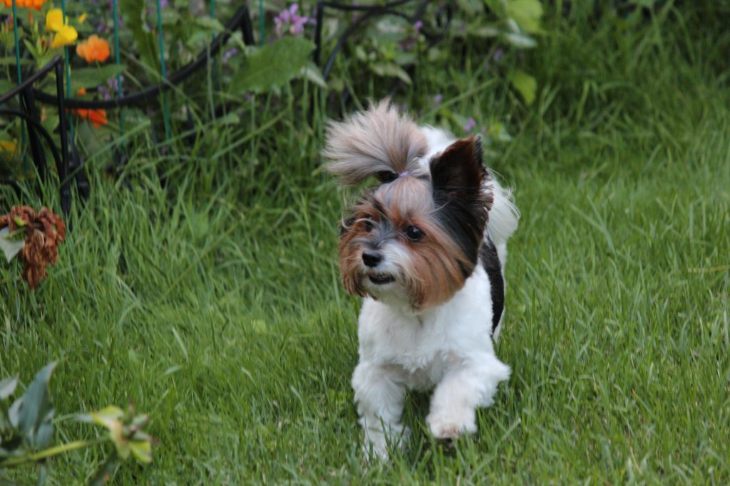 Friday Fur-baby Fun: Dancing Yorkie - Yorkies & Cross-Breeds