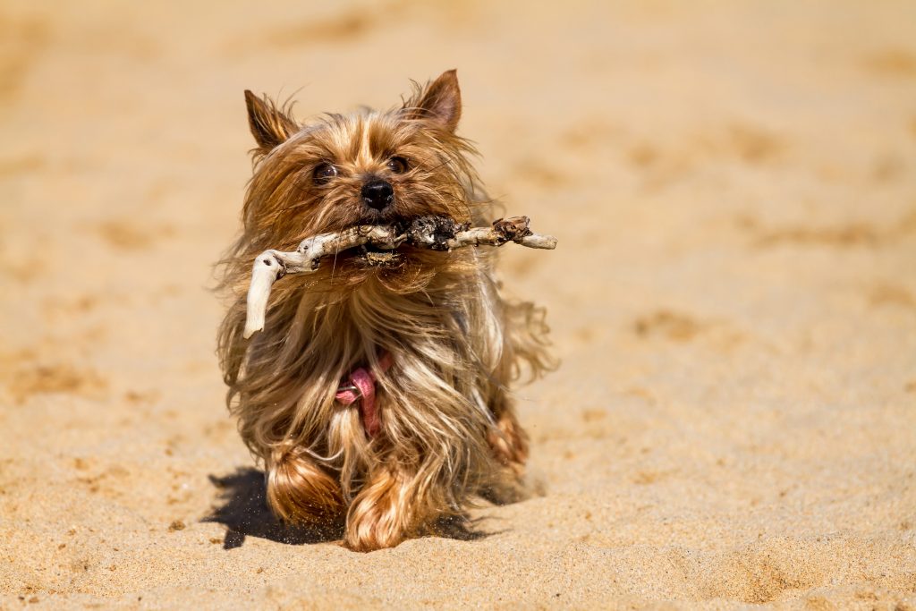 Dental Duty: Why Yorkie Dental Care is Important - Yorkies & Cross-Breeds