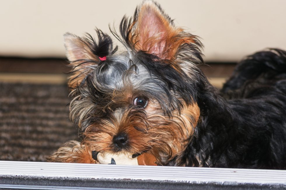 Yorkie Photoshoot Tips - Yorkies & Cross-Breeds