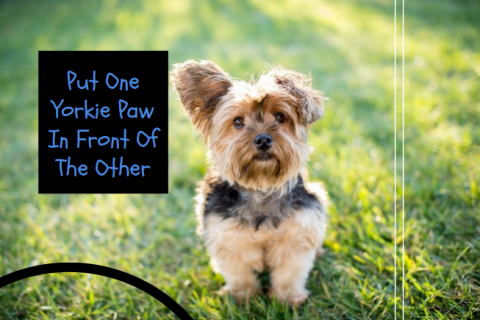 Yorkie 101: Fun Yorkie Facts - Yorkies & Cross-Breeds