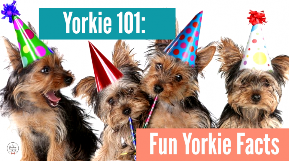 Yorkie 101: Fun Yorkie Facts - Yorkies & Cross-Breeds
