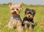 5 Ways to Socialize Your Yorkie - Yorkies & Cross-Breeds
