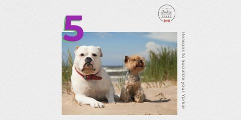 The Great Yorkie Escape - The Yorkie Times