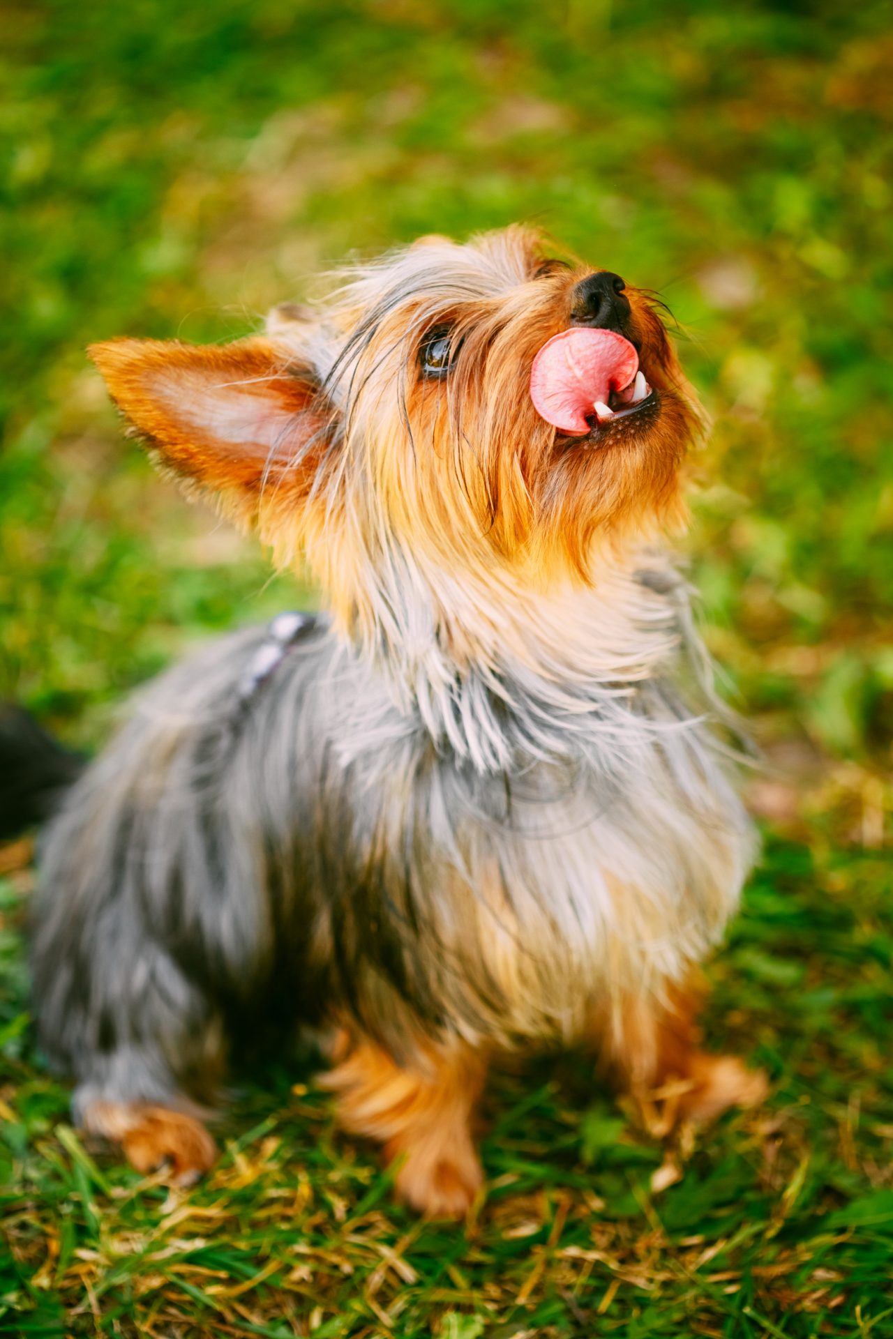 Hypoglycemia in Yorkie Puppies - Yorkies & Cross-Breeds