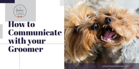 How to Communicate with your Groomer - Yorkies & Cross-Breeds