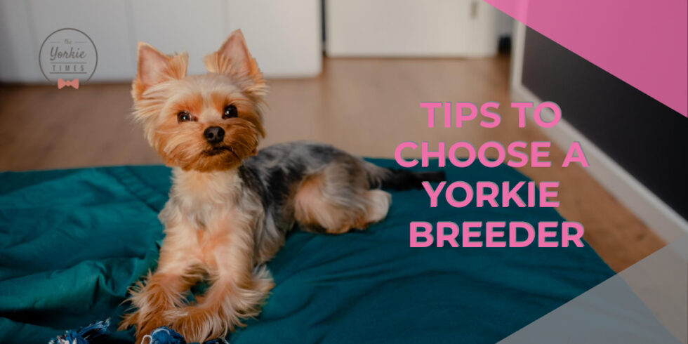 8 Tips To Choose A Yorkie Breeder - Yorkies & Cross-Breeds