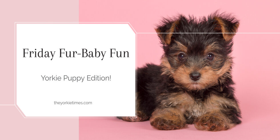 Friday Fur-Baby Fun: Yorkie Puppies! - Yorkies & Cross-Breeds