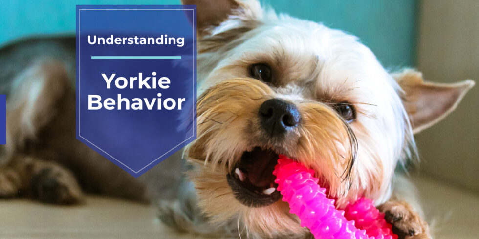 Understanding Yorkie Behavior - Yorkies & Cross-Breeds
