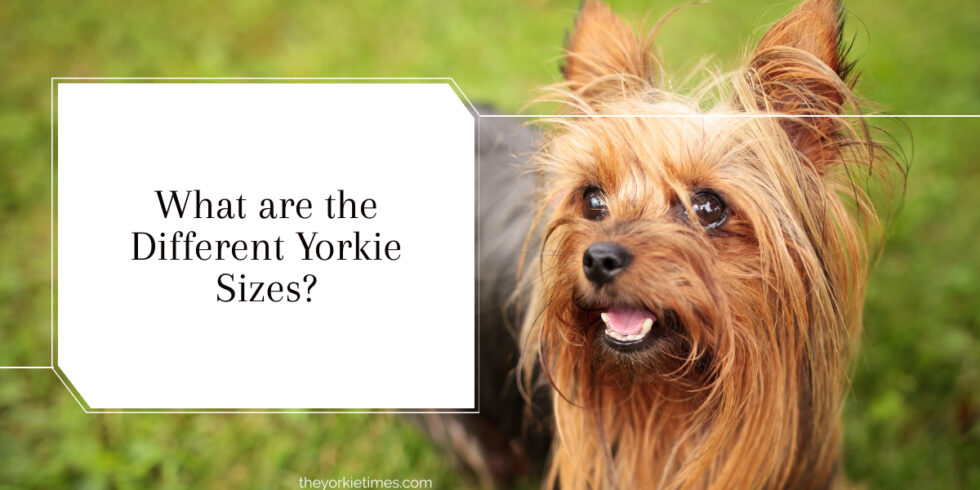 What are the different Yorkie Sizes? - Yorkies & Cross-Breeds