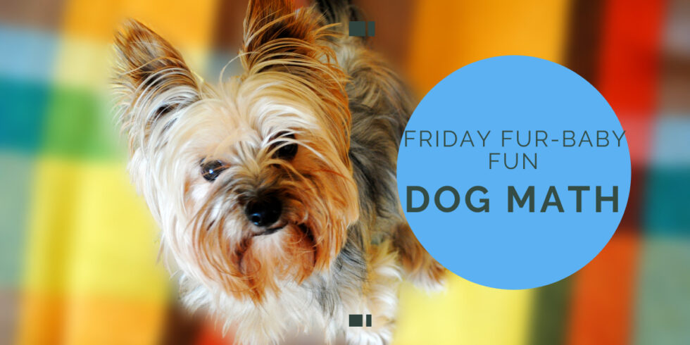 Friday Fur-Baby Fun: Yorkie Puppies! - Yorkies & Cross-Breeds