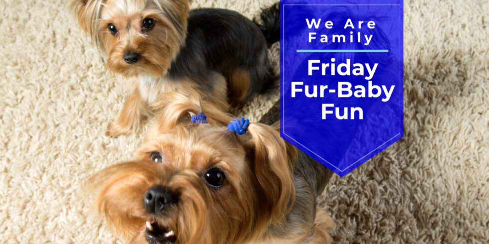 Friday Fur-Baby Fun: We Are Family - Yorkies & Cross-Breeds