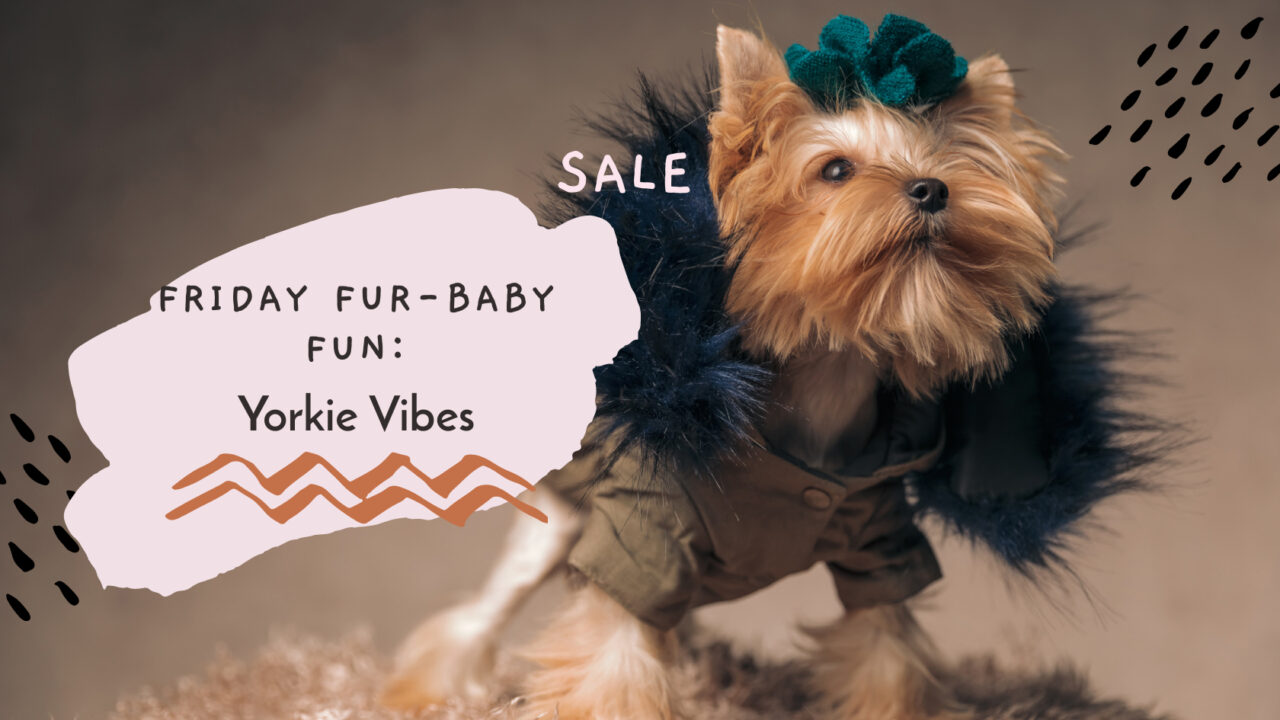 Friday Fur-baby Fun: Dancing Yorkie - Yorkies & Cross-Breeds