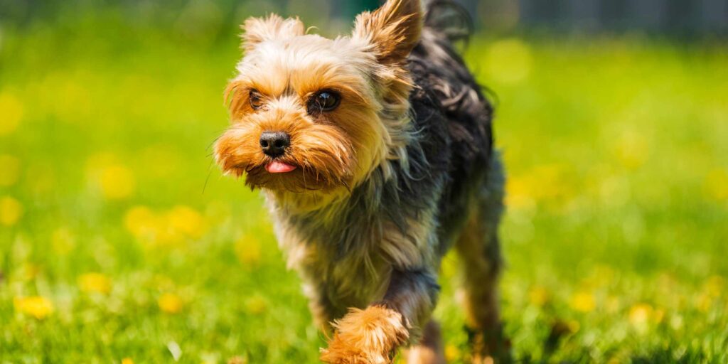 Why dogs follow their owners everywhere? - Yorkies & Cross-Breeds