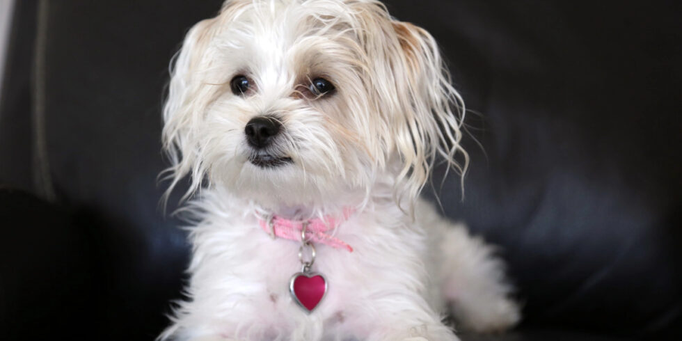 Yorkshire Terriers & Adorable Cross-Breeds - Yorkies & Cross-Breeds