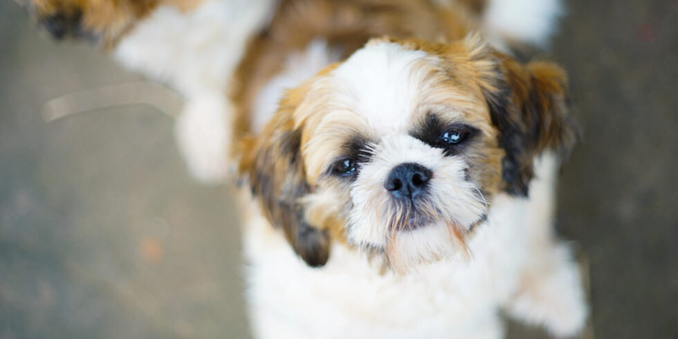 Yorkshire Terriers & Adorable Cross-Breeds - Yorkies & Cross-Breeds