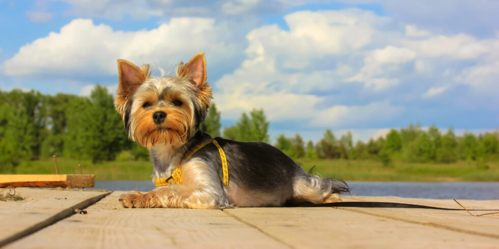 Yorkshire Terriers & Adorable Cross-Breeds - Yorkies & Cross-Breeds